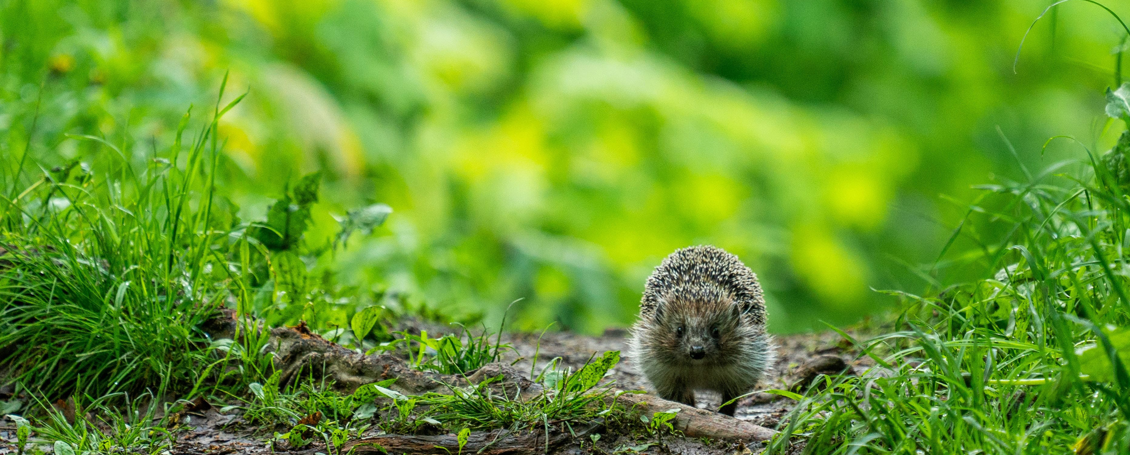 Hérisson dans le jardin : est-ce une bonne idée de le garder ? – Les ...