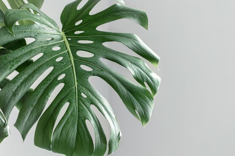 Monstera : Conseils rempotage, arrosage et entretien – Les Conseils sweeek